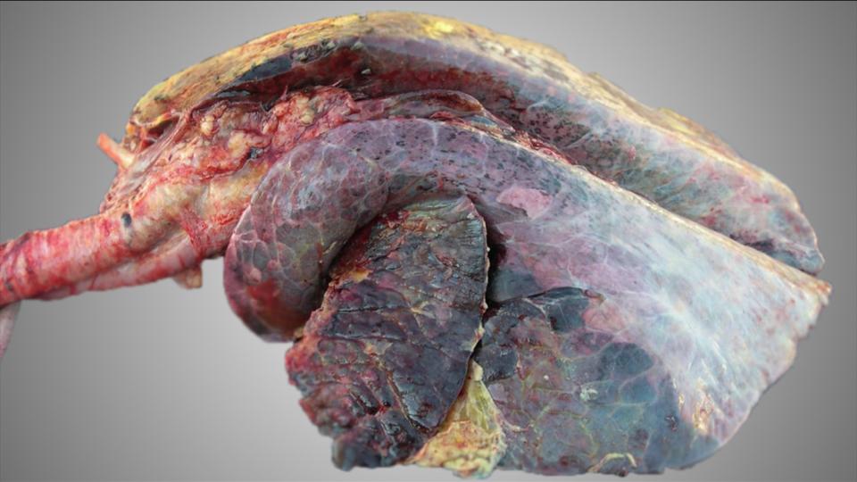 Detect and Protect: Control of BVD | HIPRA