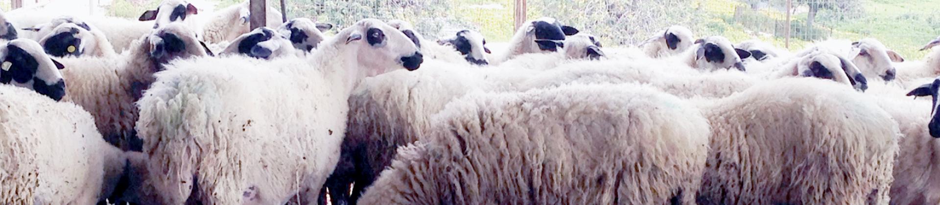 Sheep and goats | HIPRA